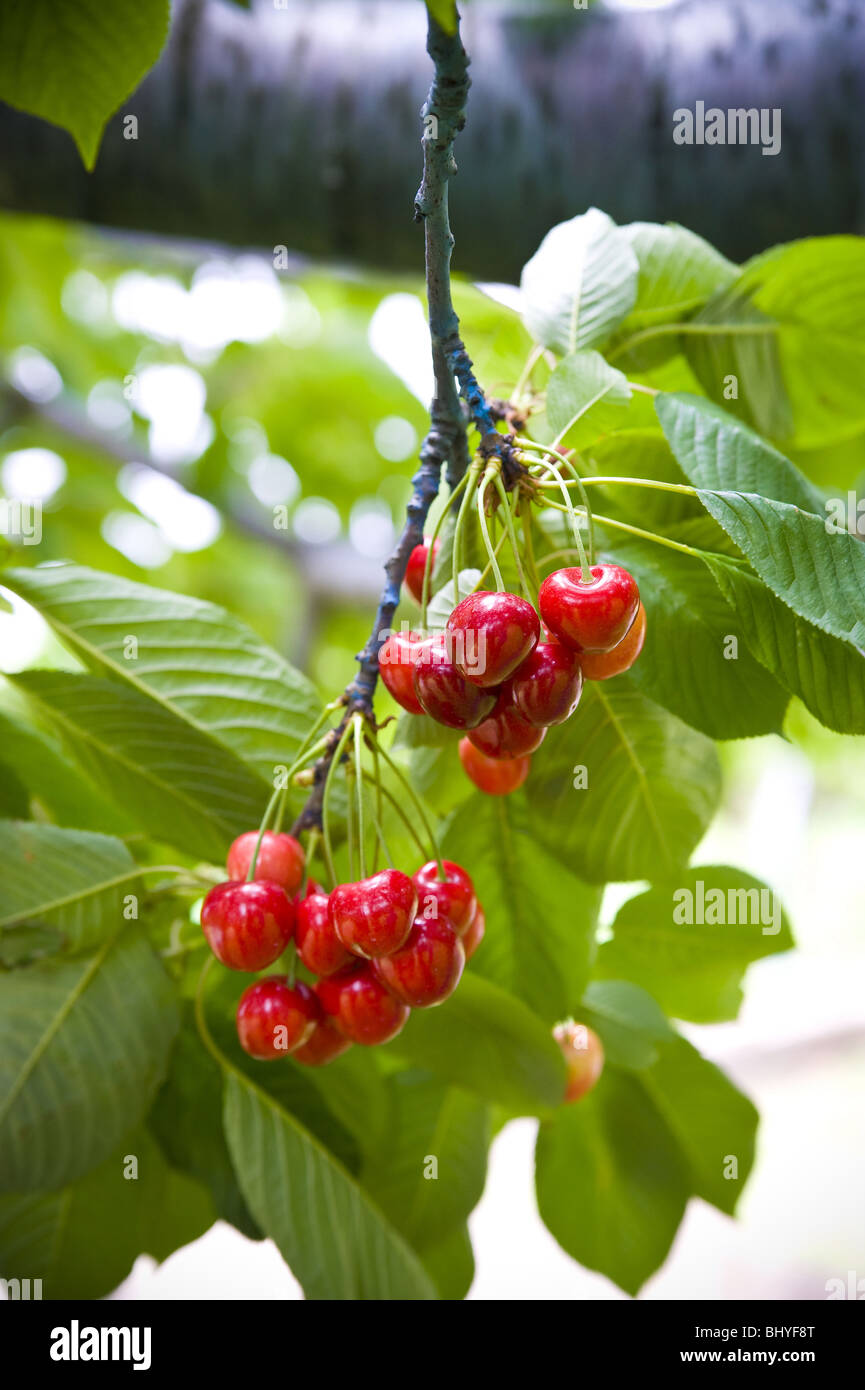 Mature cherry tree hi-res stock photography and images - Alamy