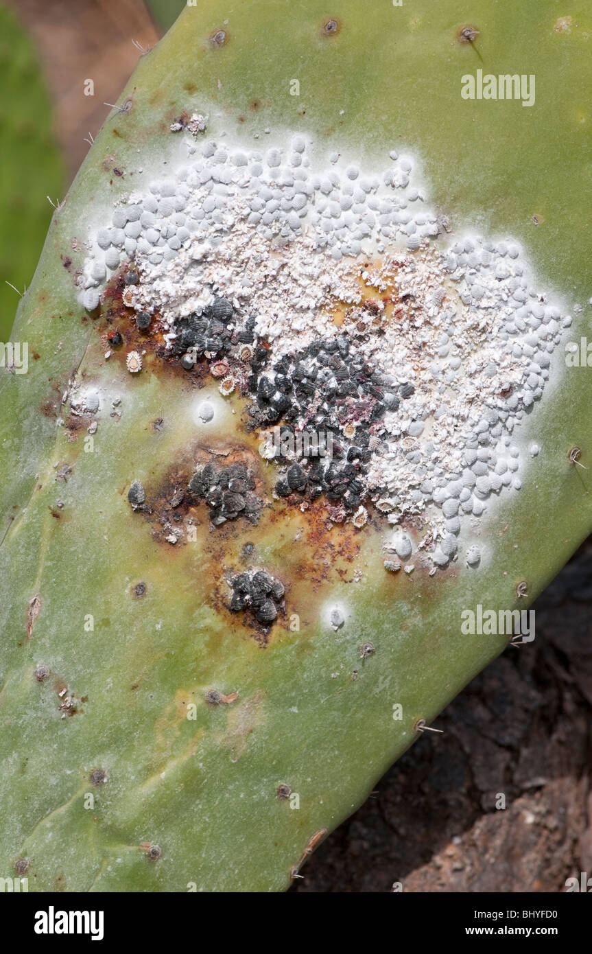 Cochineal insect: (Dactyliopius coccus), on Opuntia cactus (Opuntia ...