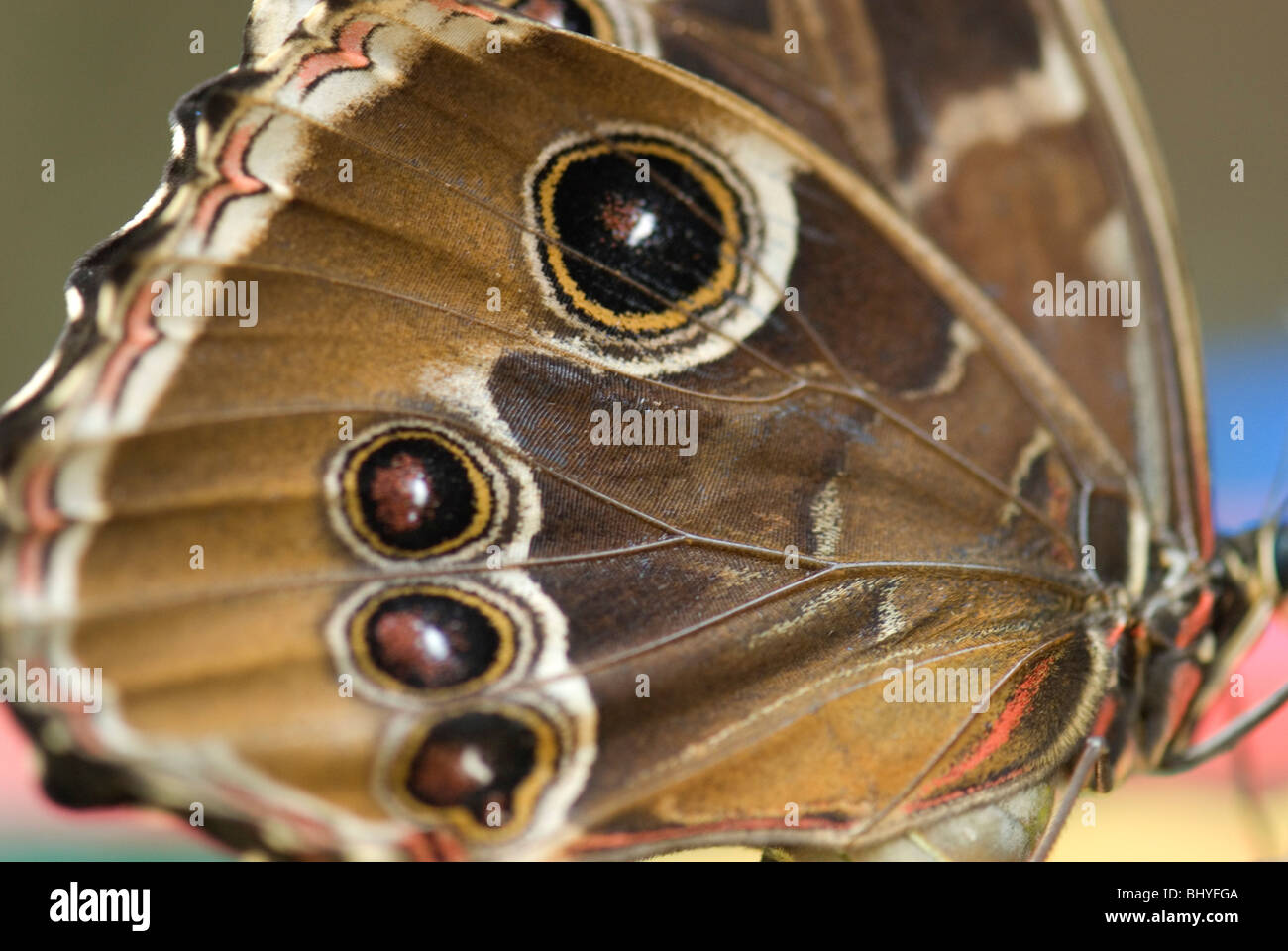 Underside wing blue morpho butterfly hi-res stock photography and ...