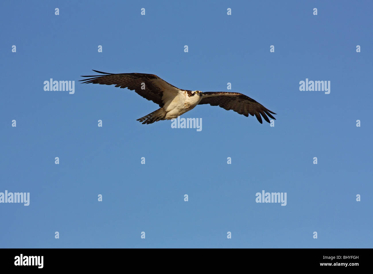Osprey (Pandion haliaetus) in flight Stock Photo - Alamy
