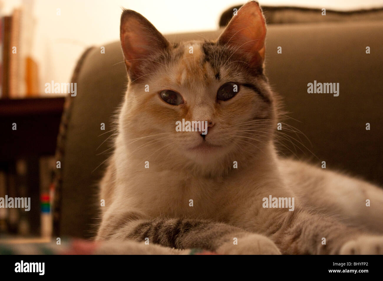 Siamese american hi-res stock photography and images - Alamy