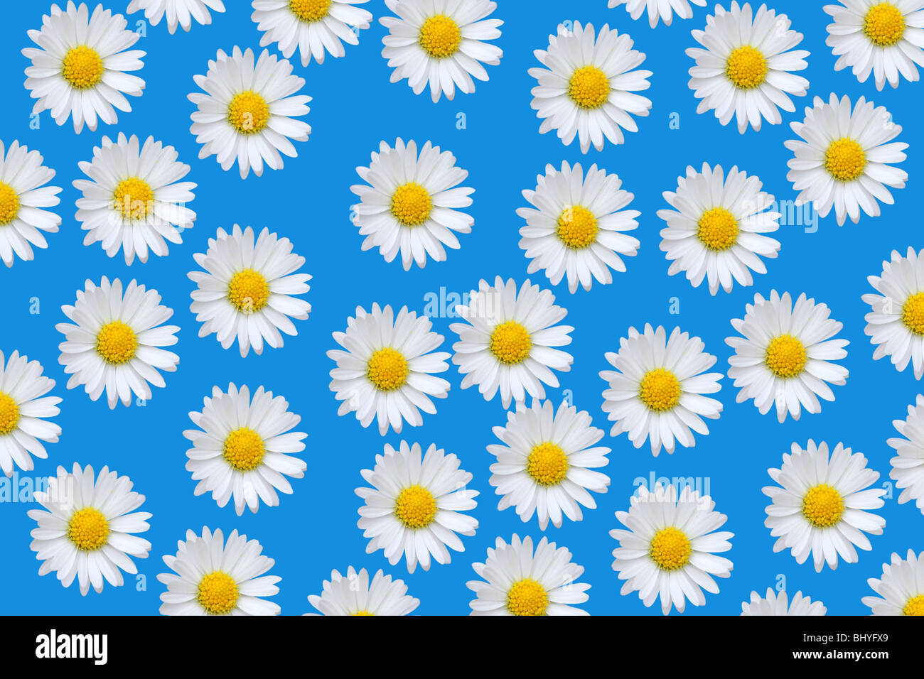 Colorful pattern background with daisy flowers over blue Stock Photo ...