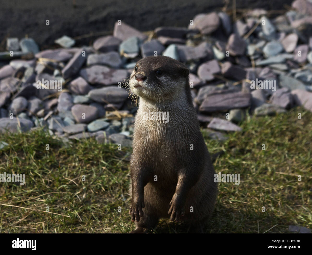 Asian otter hi-res stock photography and images - Alamy