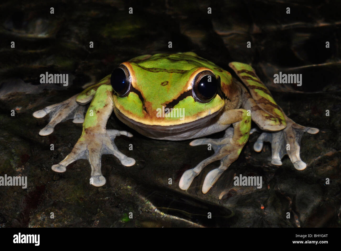 Masked tree frog (Smilisca phaeota) in river. Manuel Antonio, Costa ...