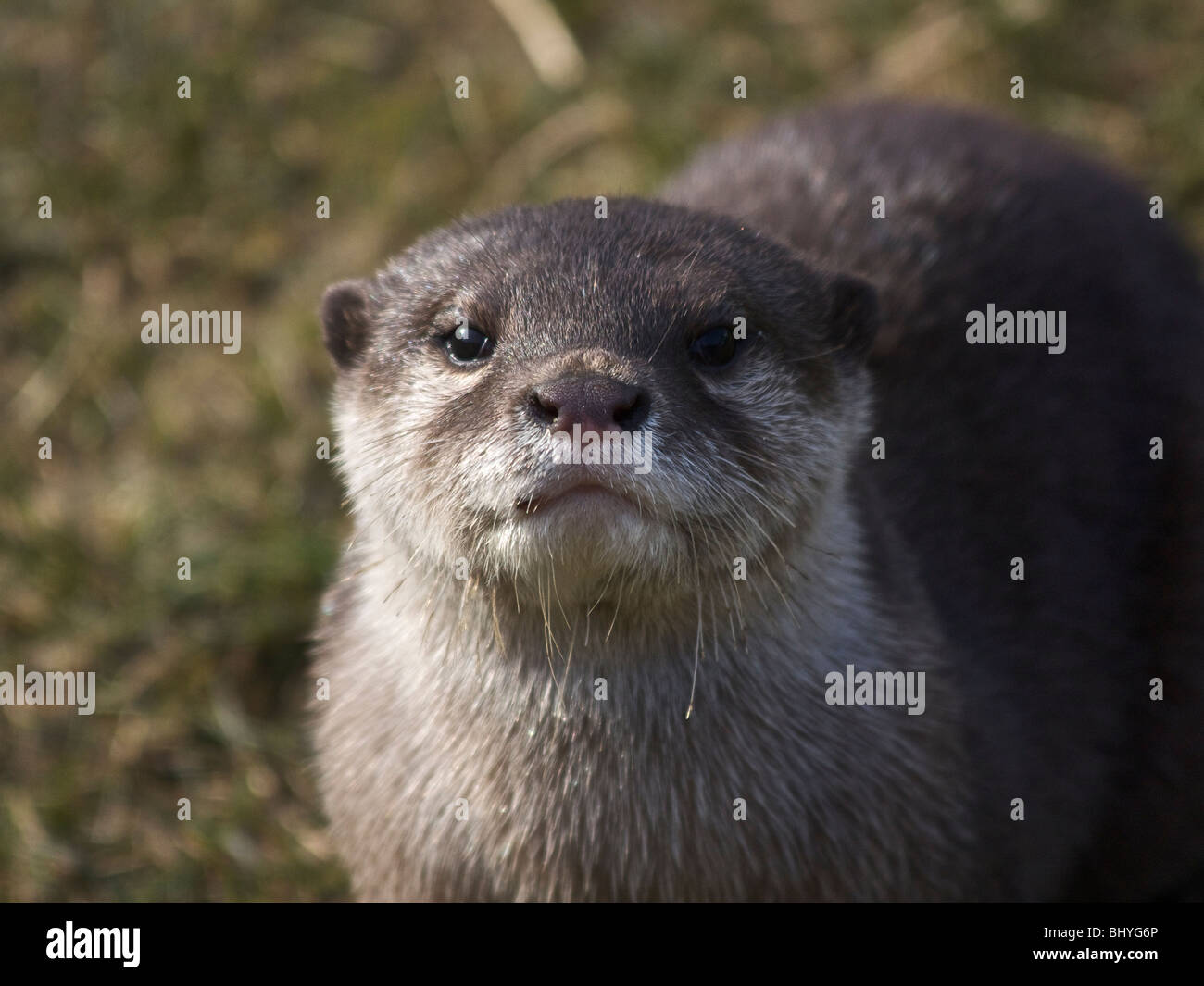 Asian otter hi-res stock photography and images - Alamy