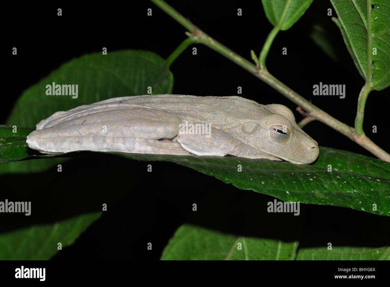 Gladiator frog, (Hyla rosenbergi) dormant, or in water conservation ...
