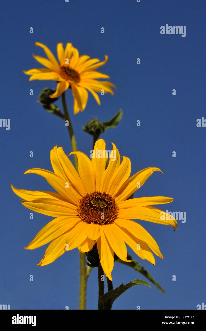 Sunflowers, family: Helianthoideae are heliotropic Stock Photo - Alamy