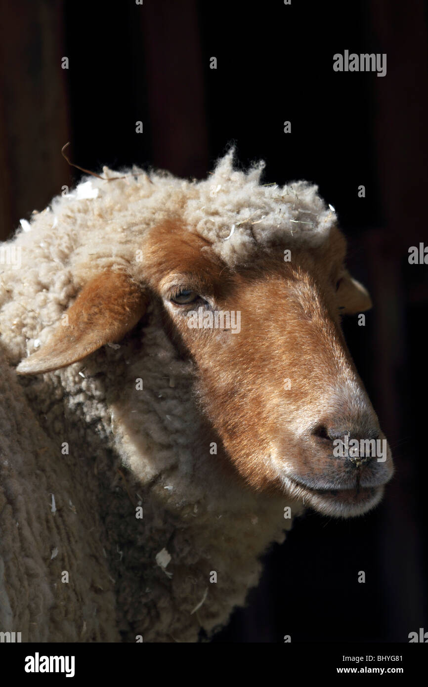 Tunis sheep american tunis hi-res stock photography and images - Alamy