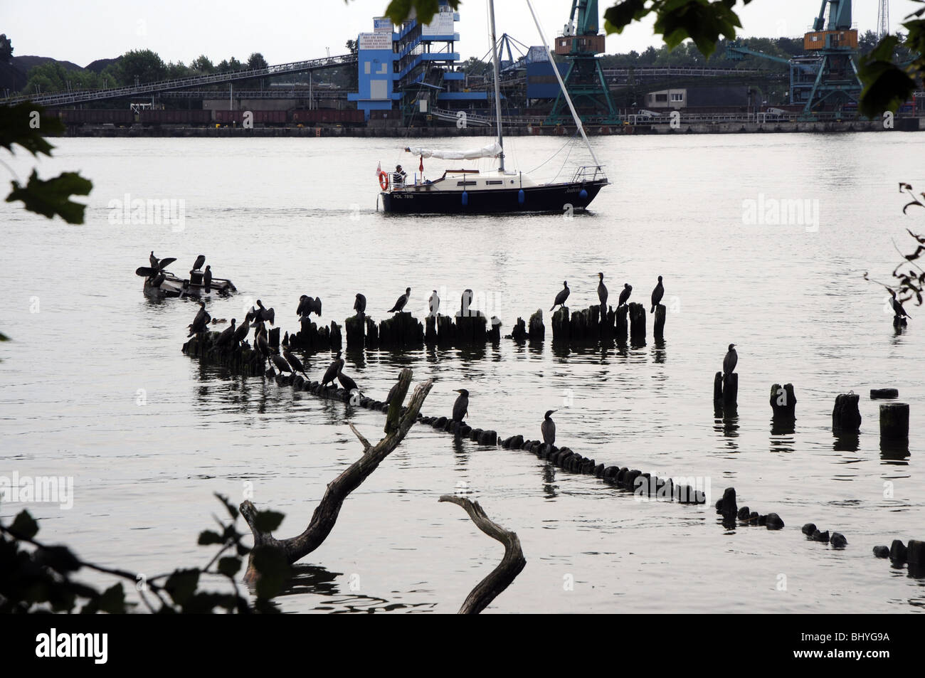 Cormorant Outline High Resolution Stock Photography and Images - Alamy