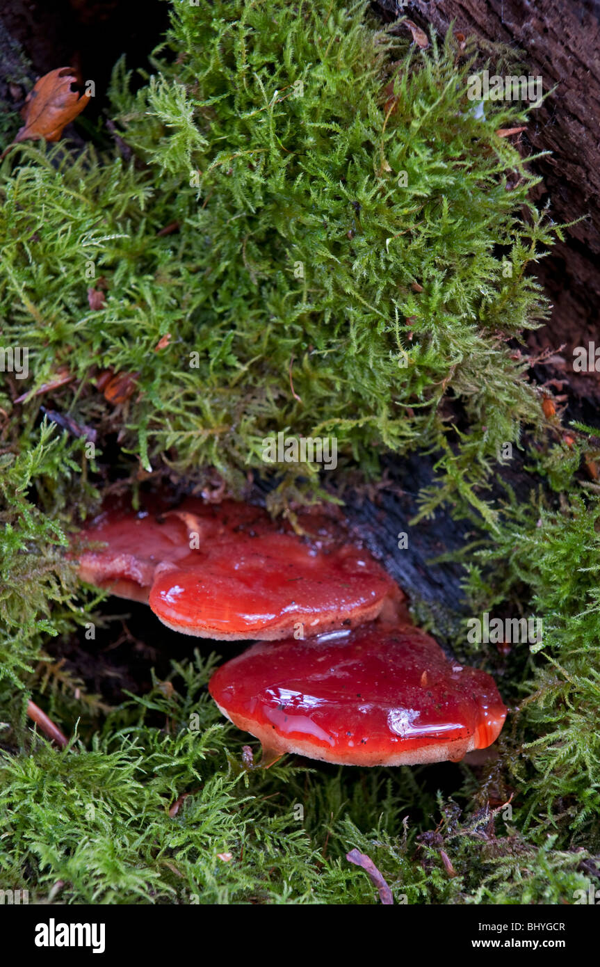 Beefsteak Fungus: Fistulina hepatica Stock Photo - Alamy