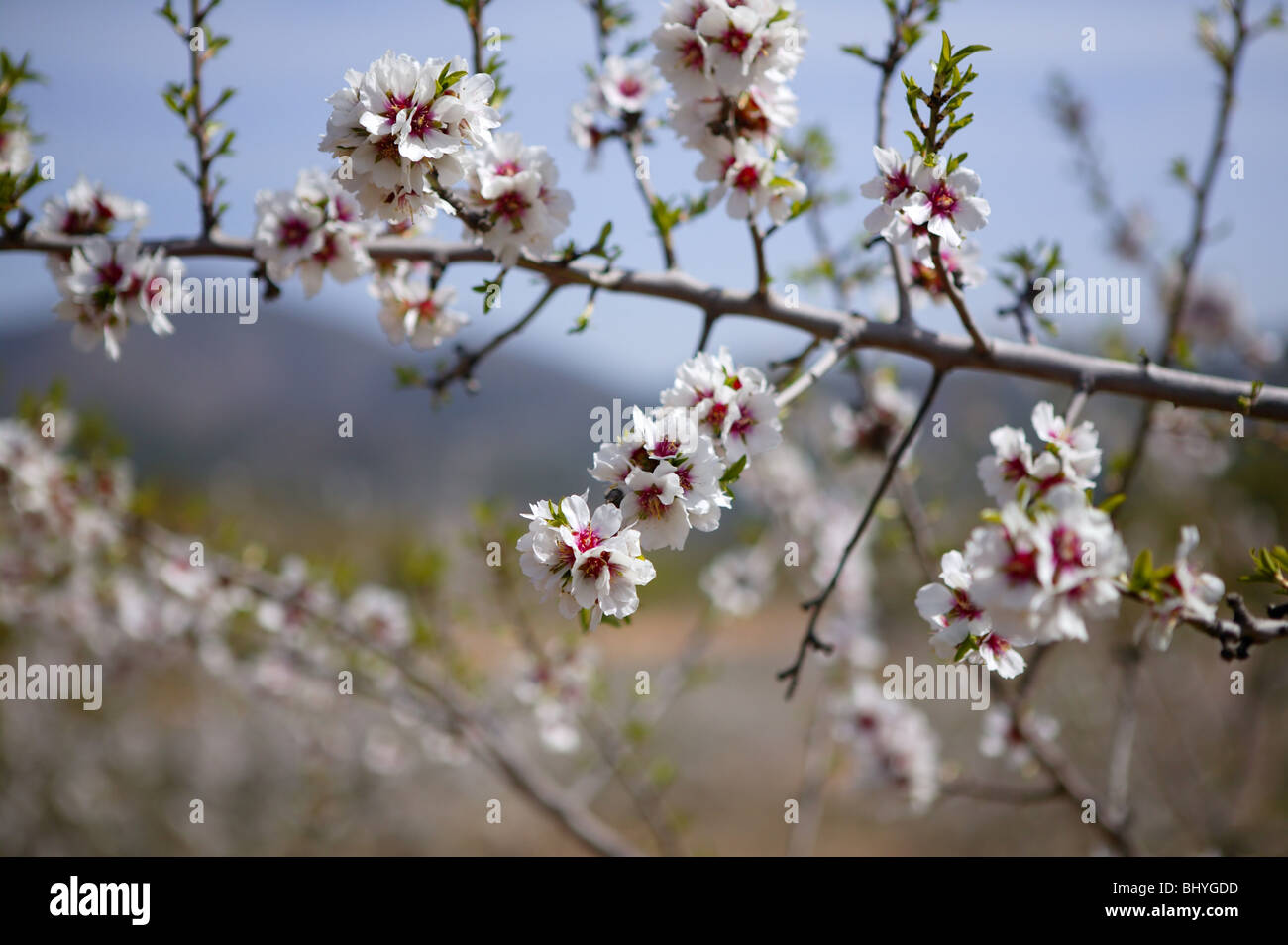 Almond flower trees field in spring season pink white flowers Stock ...