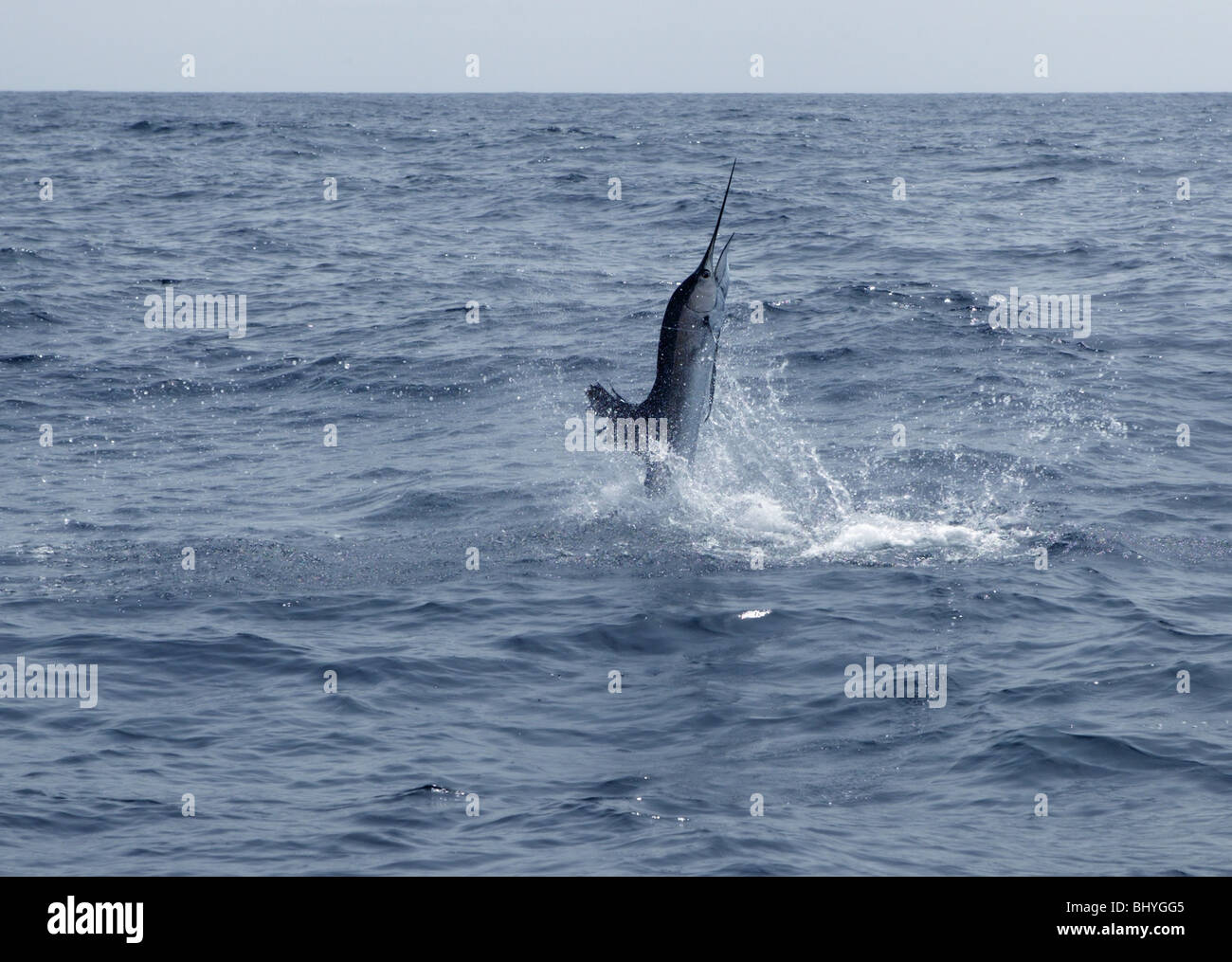 Swordfish jumping hi-res stock photography and images - Alamy