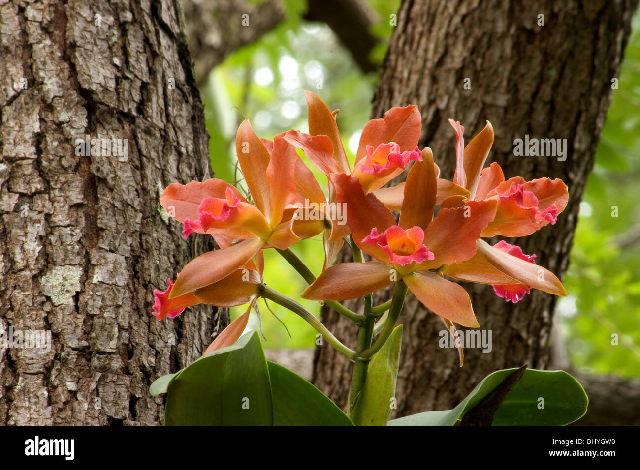 Growing orchids in group hi-res stock photography and images - Alamy