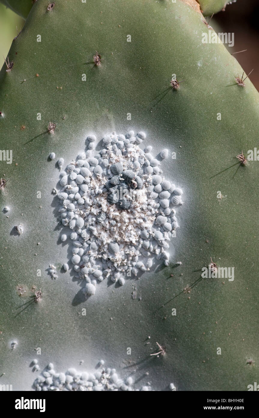 Cochineal insect: (Dactyliopius coccus), on Opuntia cactus (Opuntia ...