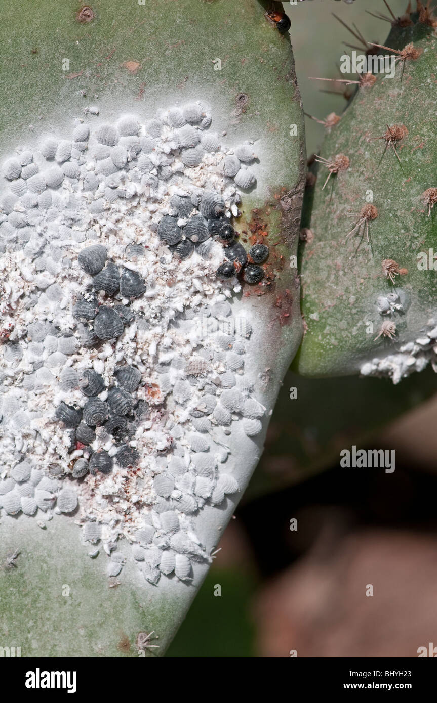 Cochineal hi-res stock photography and images - Alamy