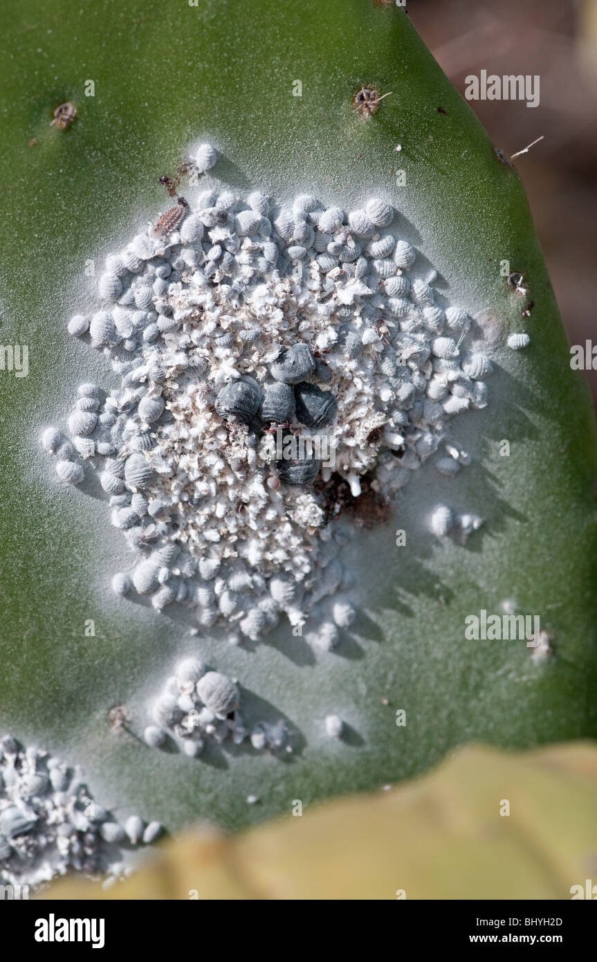 Cochineal insect hi-res stock photography and images - Alamy