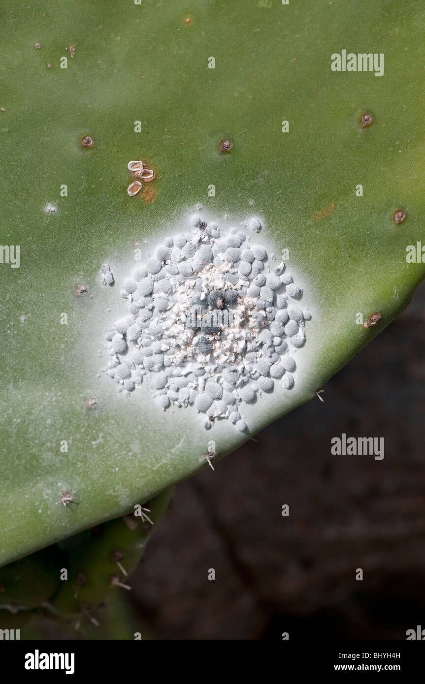 Cochineal insect: (Dactyliopius coccus), on Opuntia cactus (Opuntia ...
