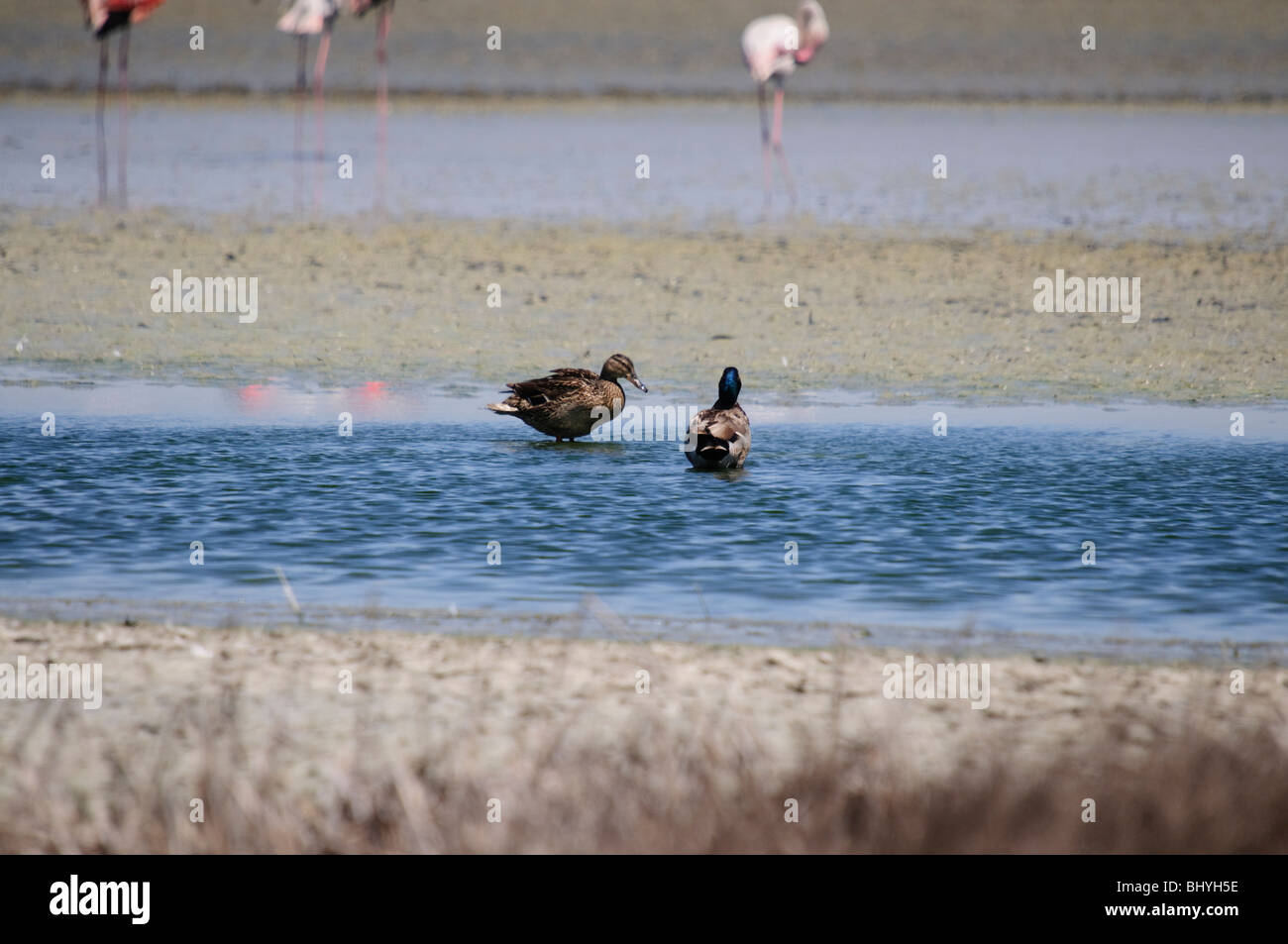 Real Duck High Resolution Stock Photography and Images - Alamy