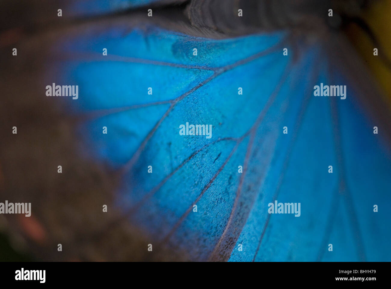 Butterfly wing detail hi-res stock photography and images - Alamy