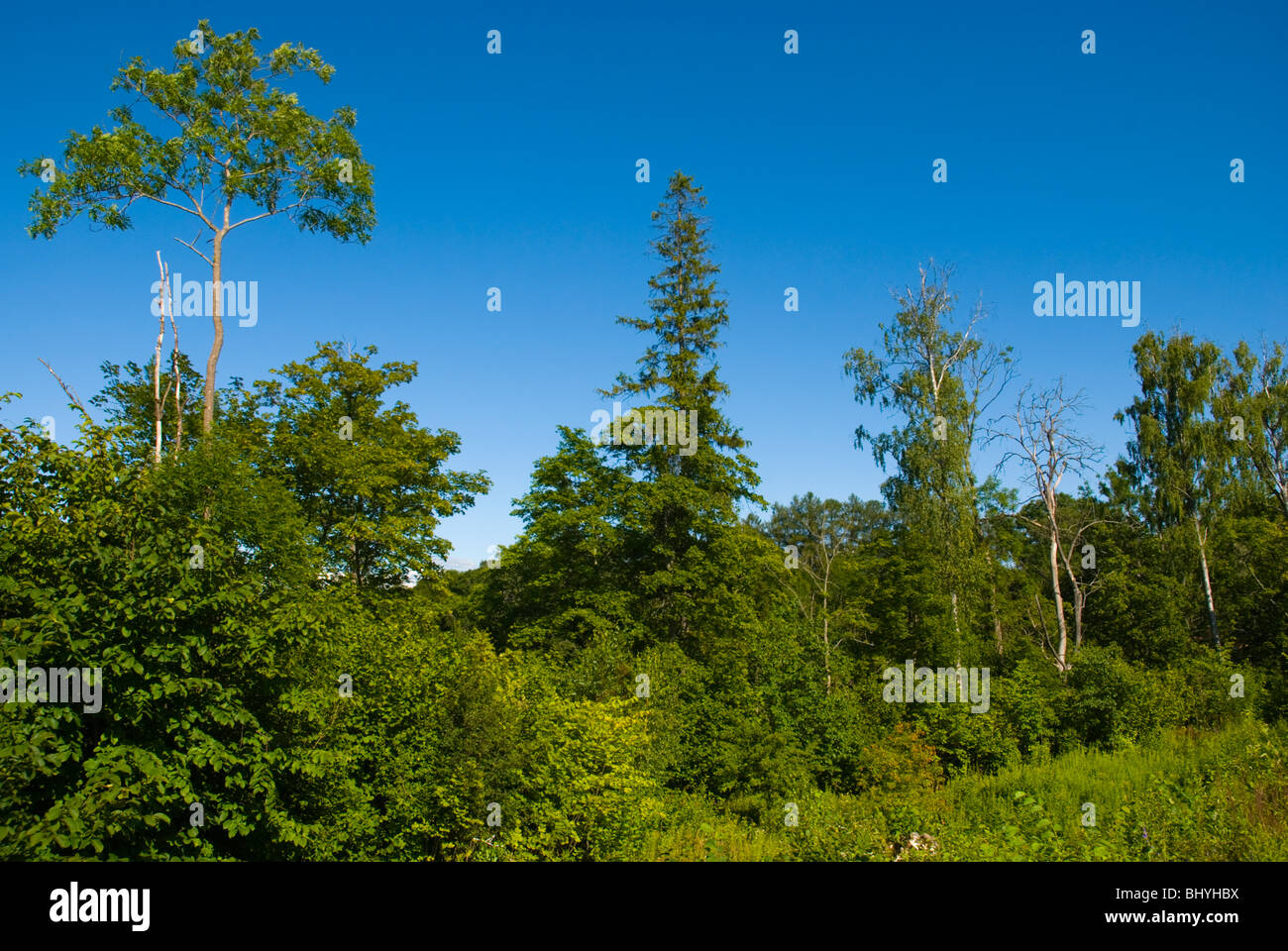 Latvian forests hi-res stock photography and images - Alamy