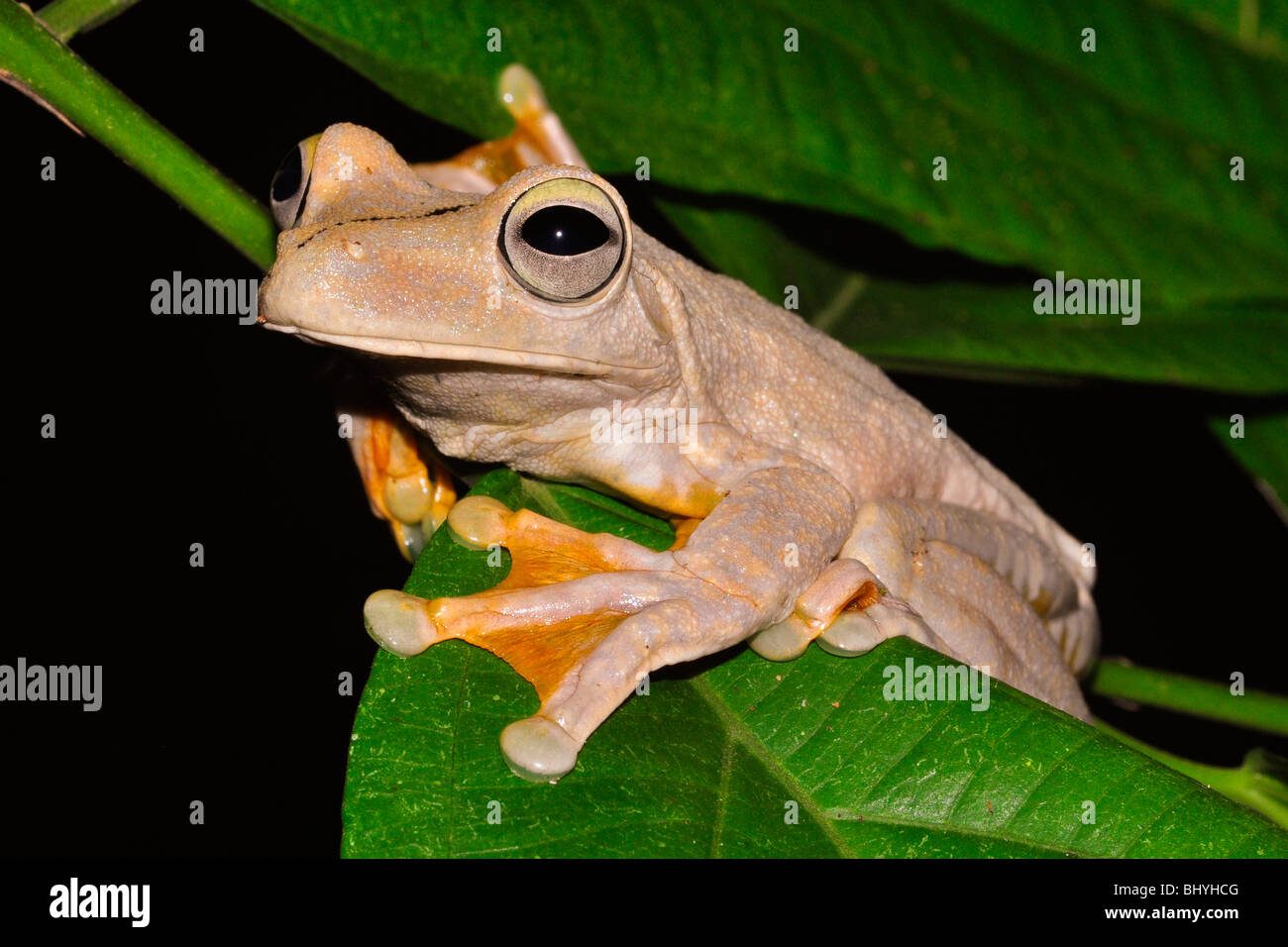 Gladiator frog, Hyla rosenbergi, Costa Rica Stock Photo - Alamy