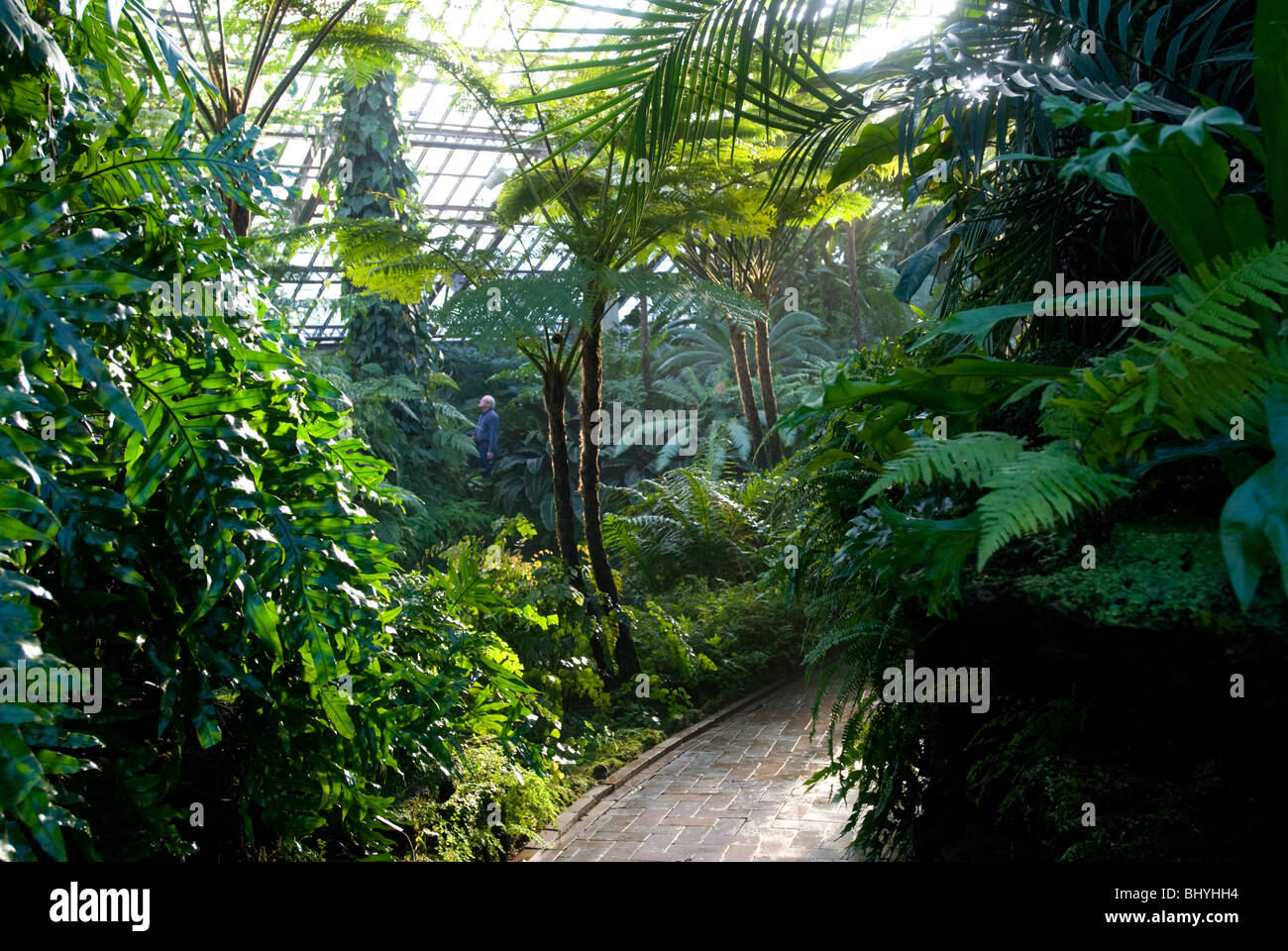 Garfield Park Conservatory, Chicago, Illinois. The "Fern Room ...