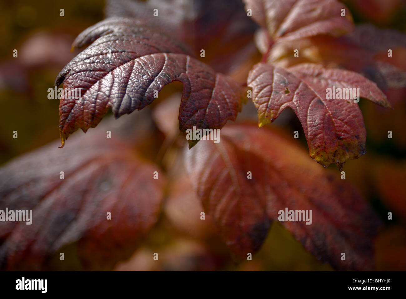 Hydrangea autumn leaves hi-res stock photography and images - Alamy