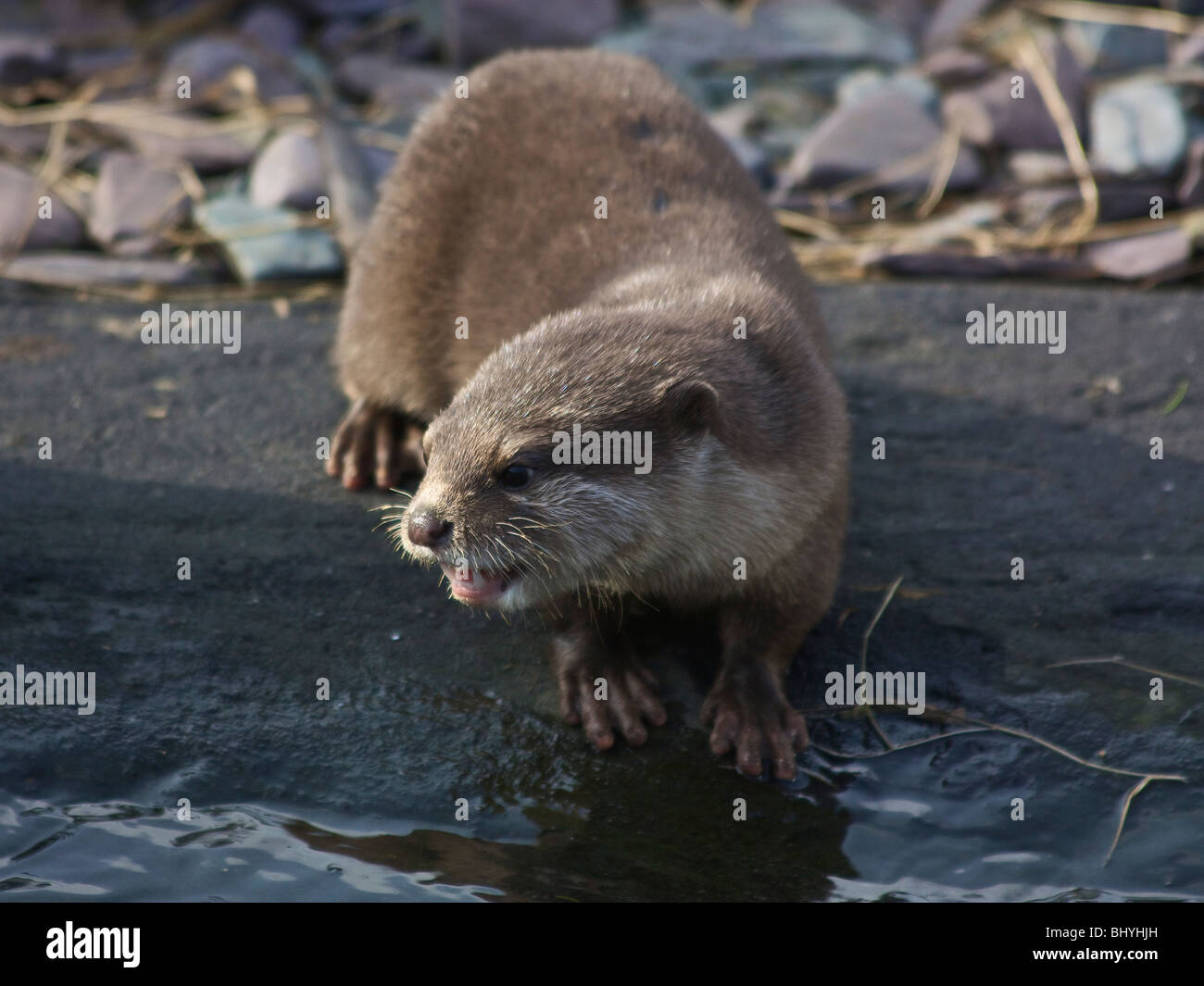 Asian Otter High Resolution Stock Photography and Images - Alamy