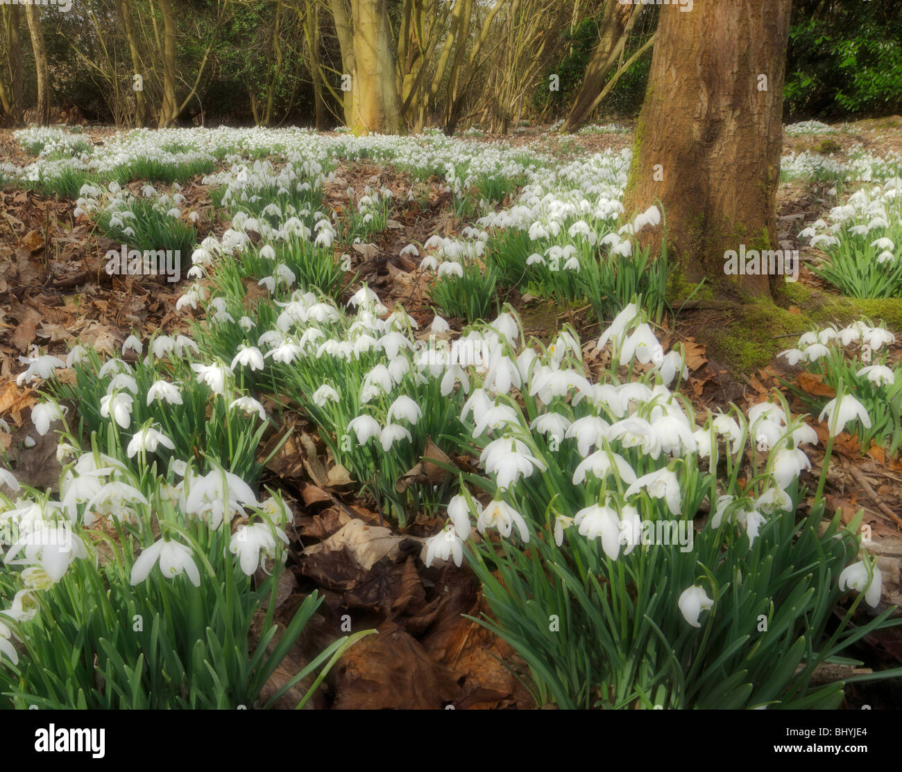 Group snowdrops hi-res stock photography and images - Alamy