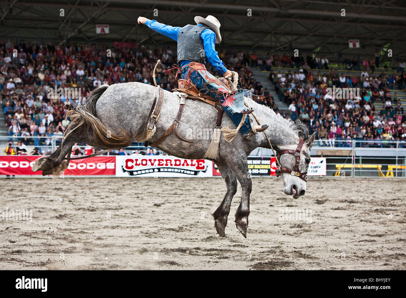 Cowboy riding a horses during Rodeo Stock Photo - Alamy