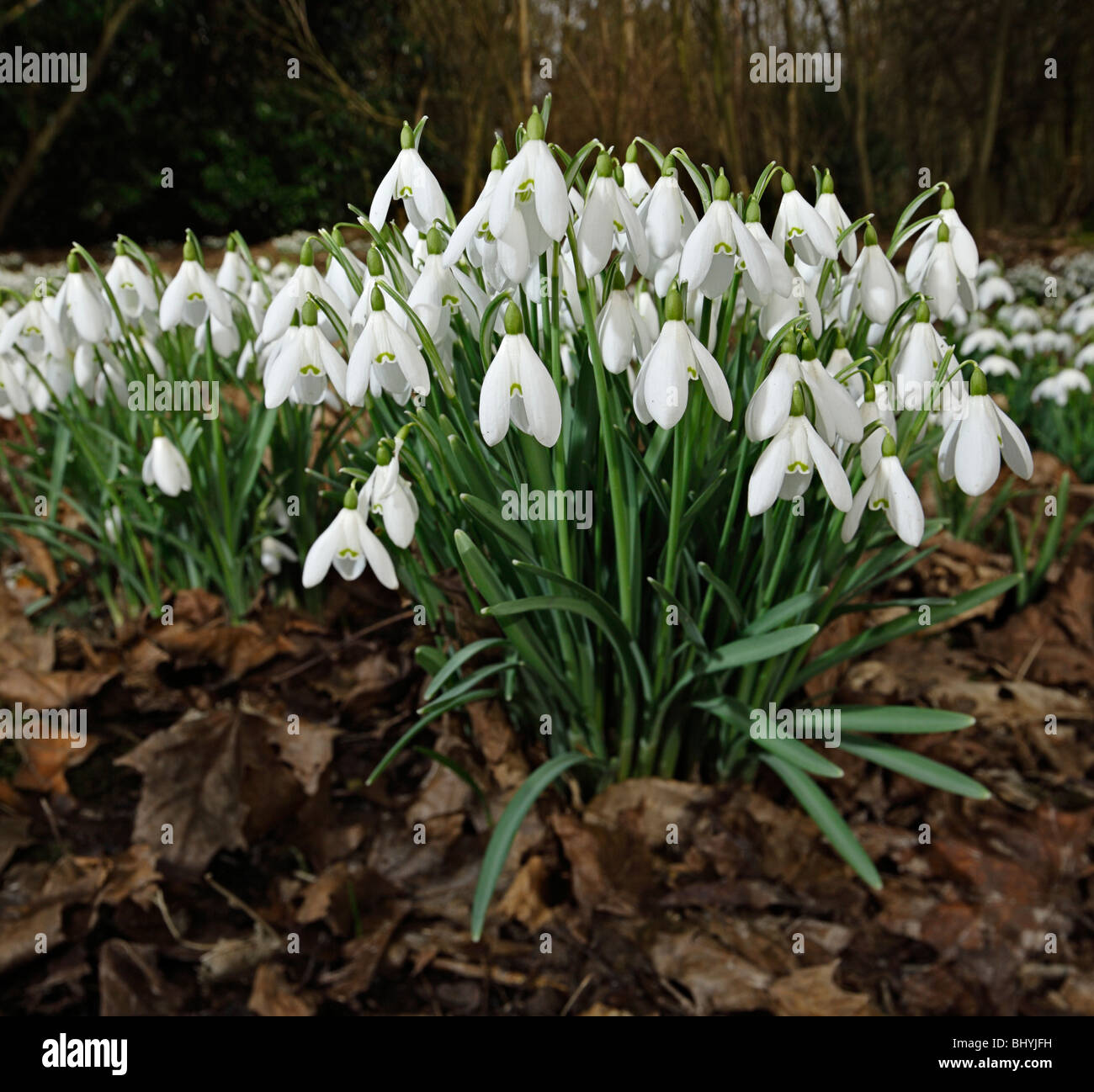 Snowdrops hi-res stock photography and images - Alamy
