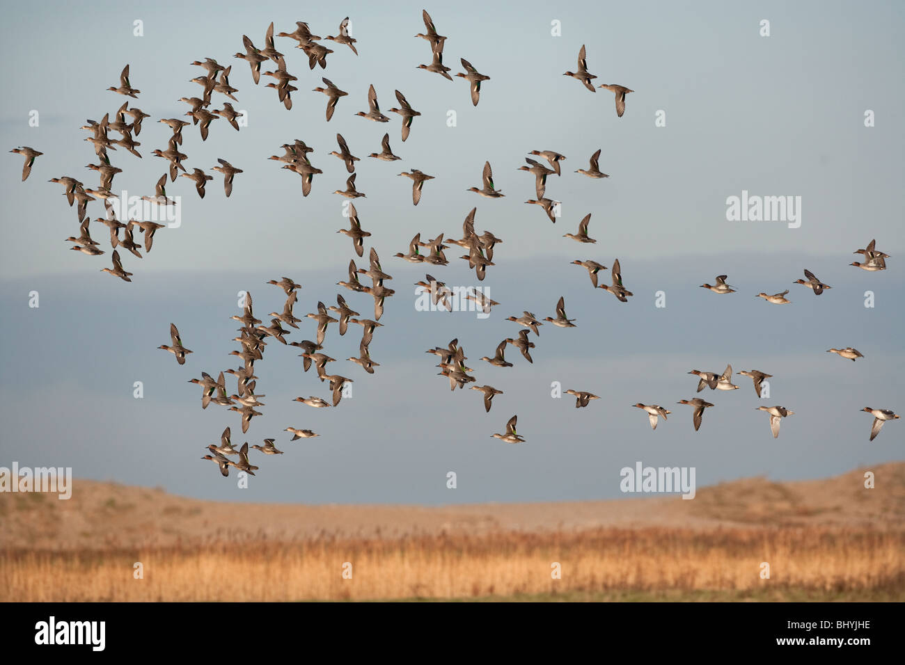 Wigeon Anas penelope flock feeding winter at Titchwell RSPB reserve ...