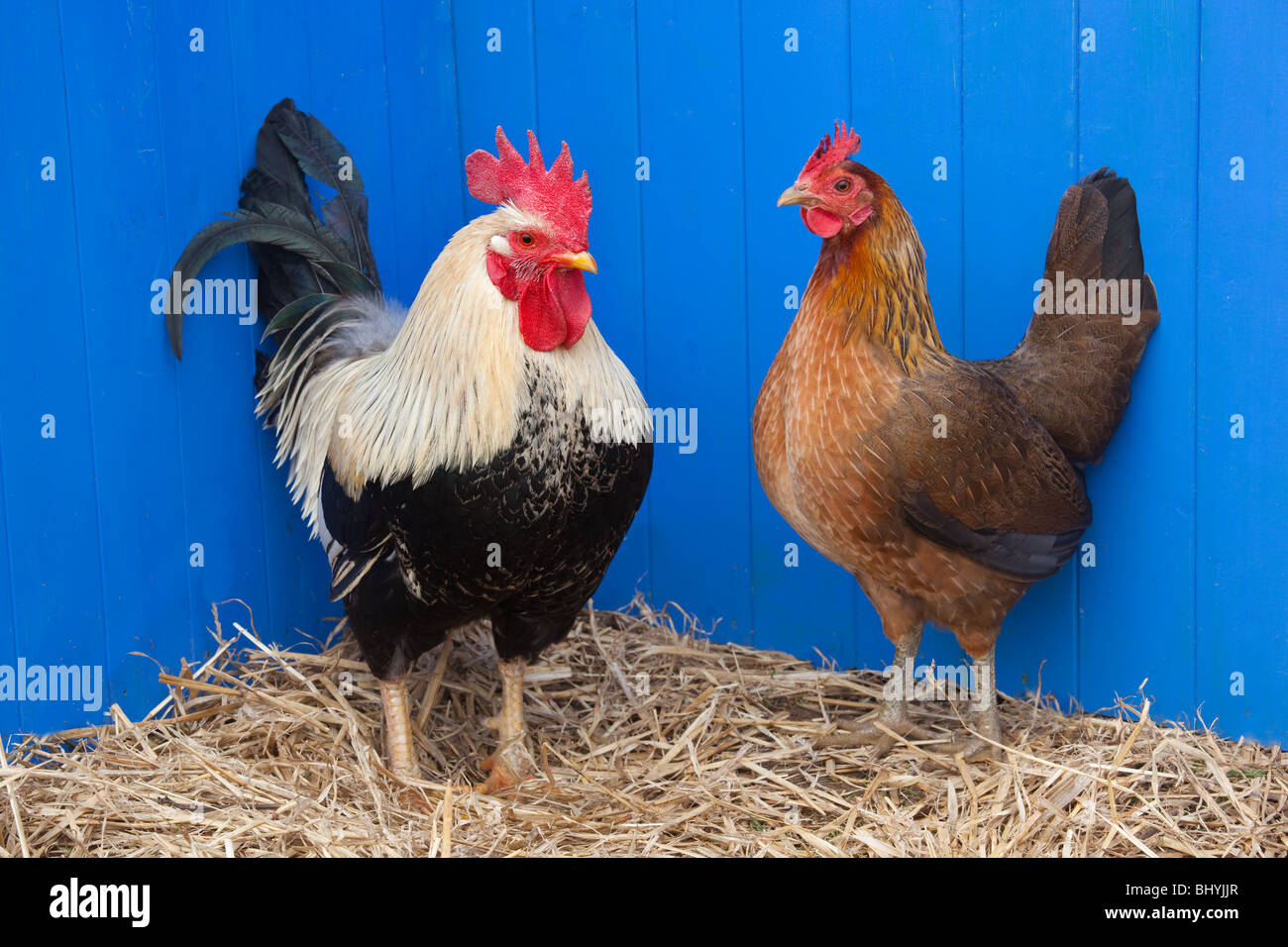 Welsummer Hen and Cockerel in blue chicken shed Stock Photo - Alamy