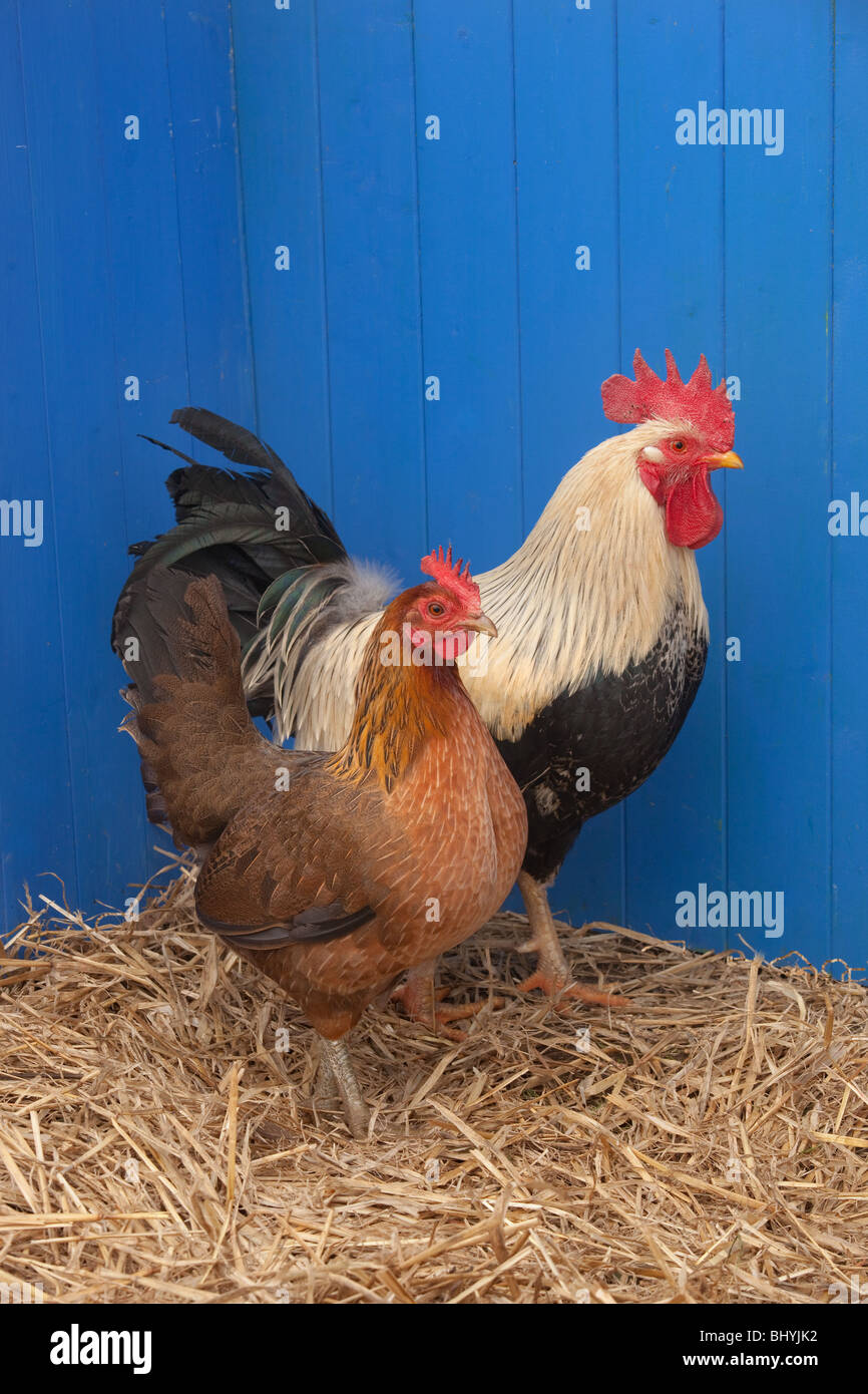 Welsummer Hens and Cockerel in blue chicken shed Stock Photo - Alamy