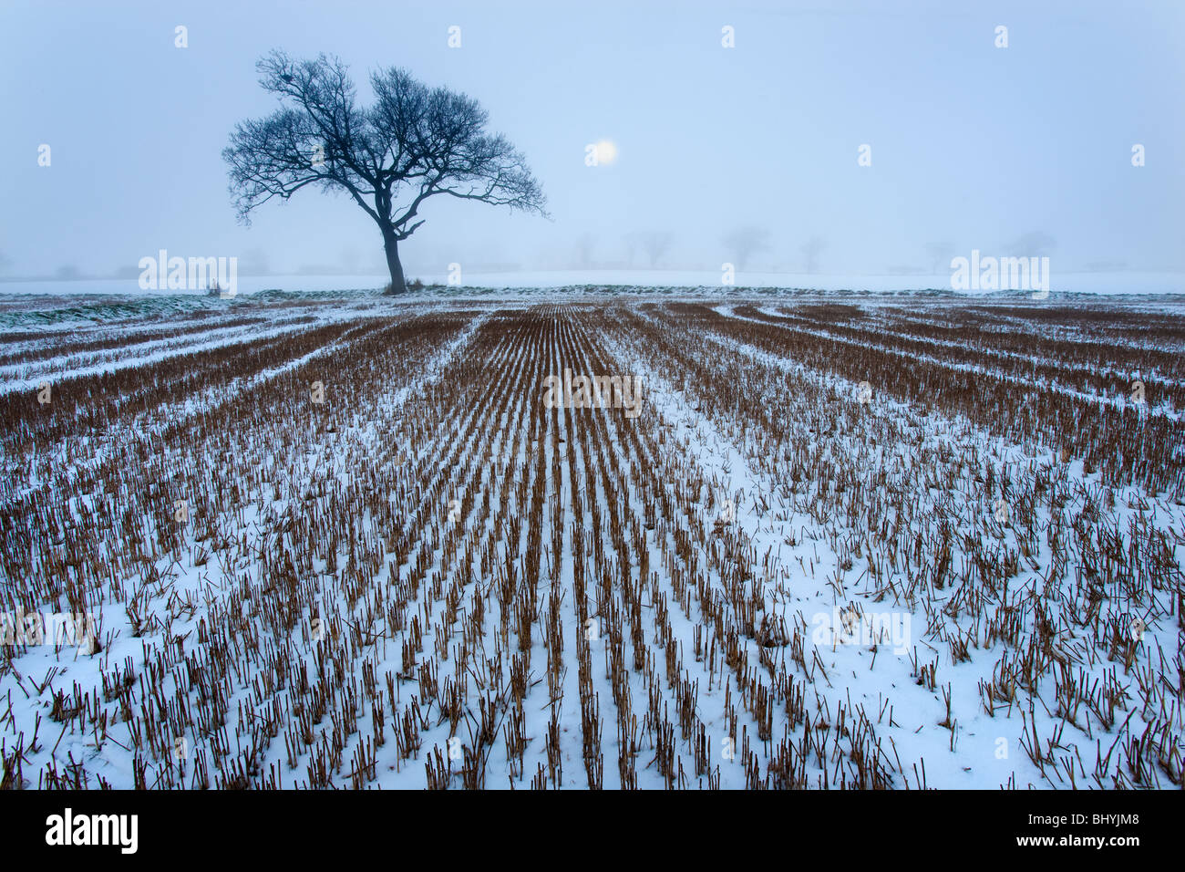 Snow covered winter stubble and bare oak tree Gimingham Norfolk Stock ...
