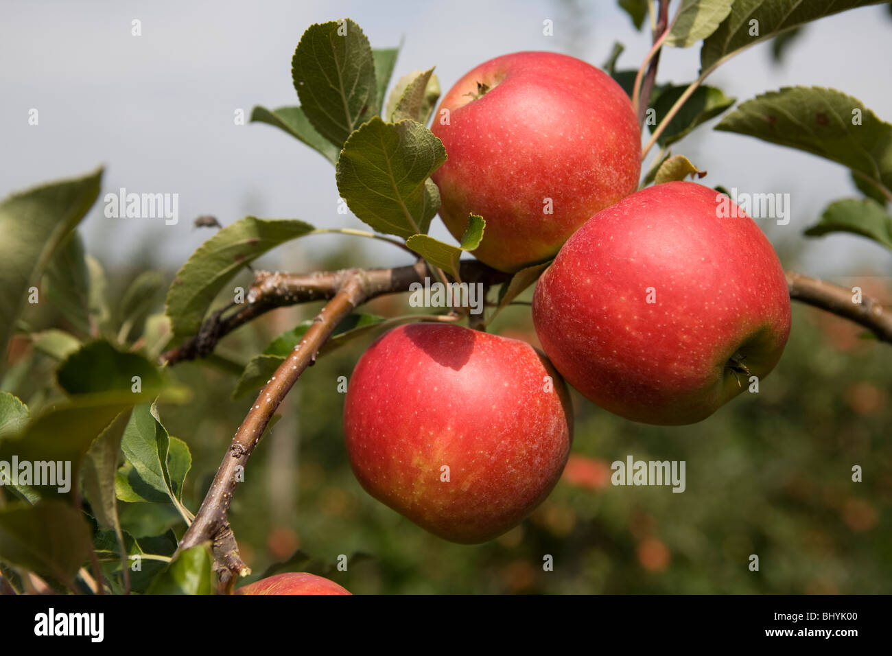 Apples with names hi-res stock photography and images - Alamy