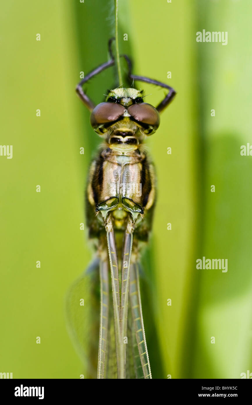 Four-spotted Chaser (Libellula quadrimaculata) comes out of its larva ...