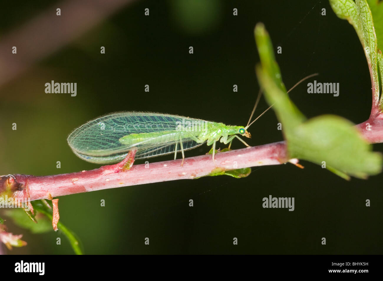 Chrysopa perla hi-res stock photography and images - Alamy