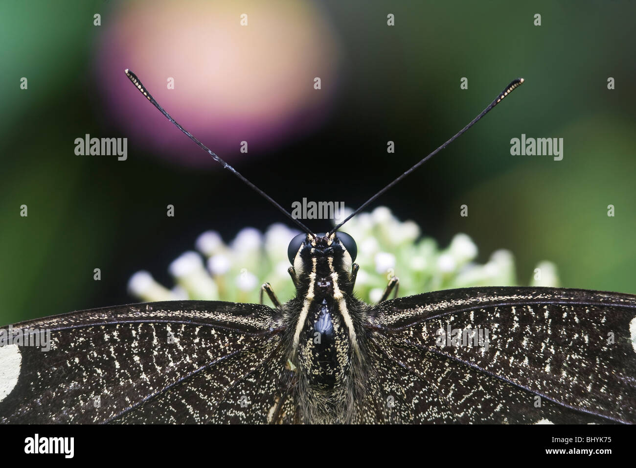 African Citrus butterfly, Orange Dog, Christmas Butterfly (Papilio ...