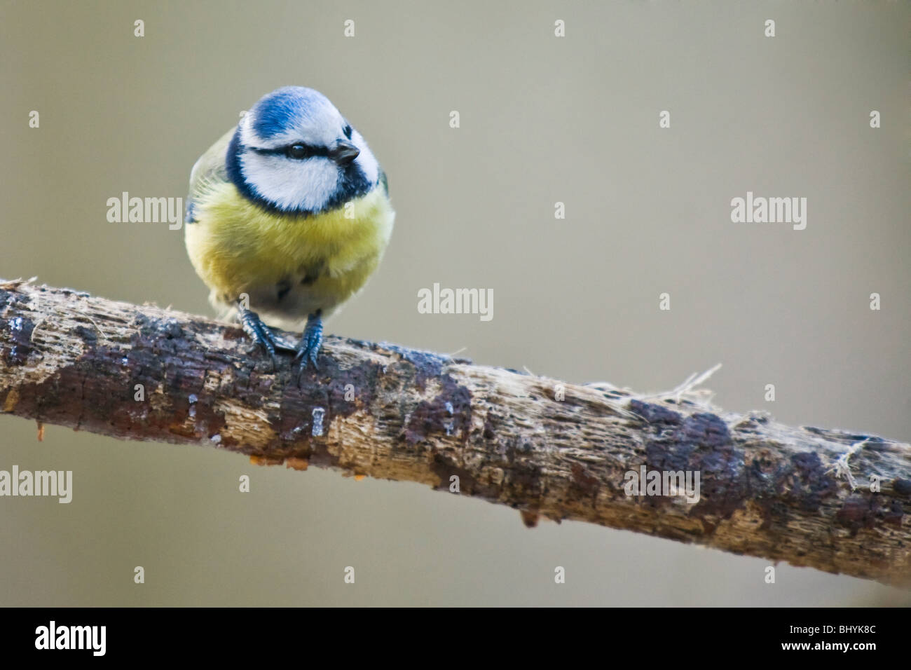 Bluetit bird hi-res stock photography and images - Alamy