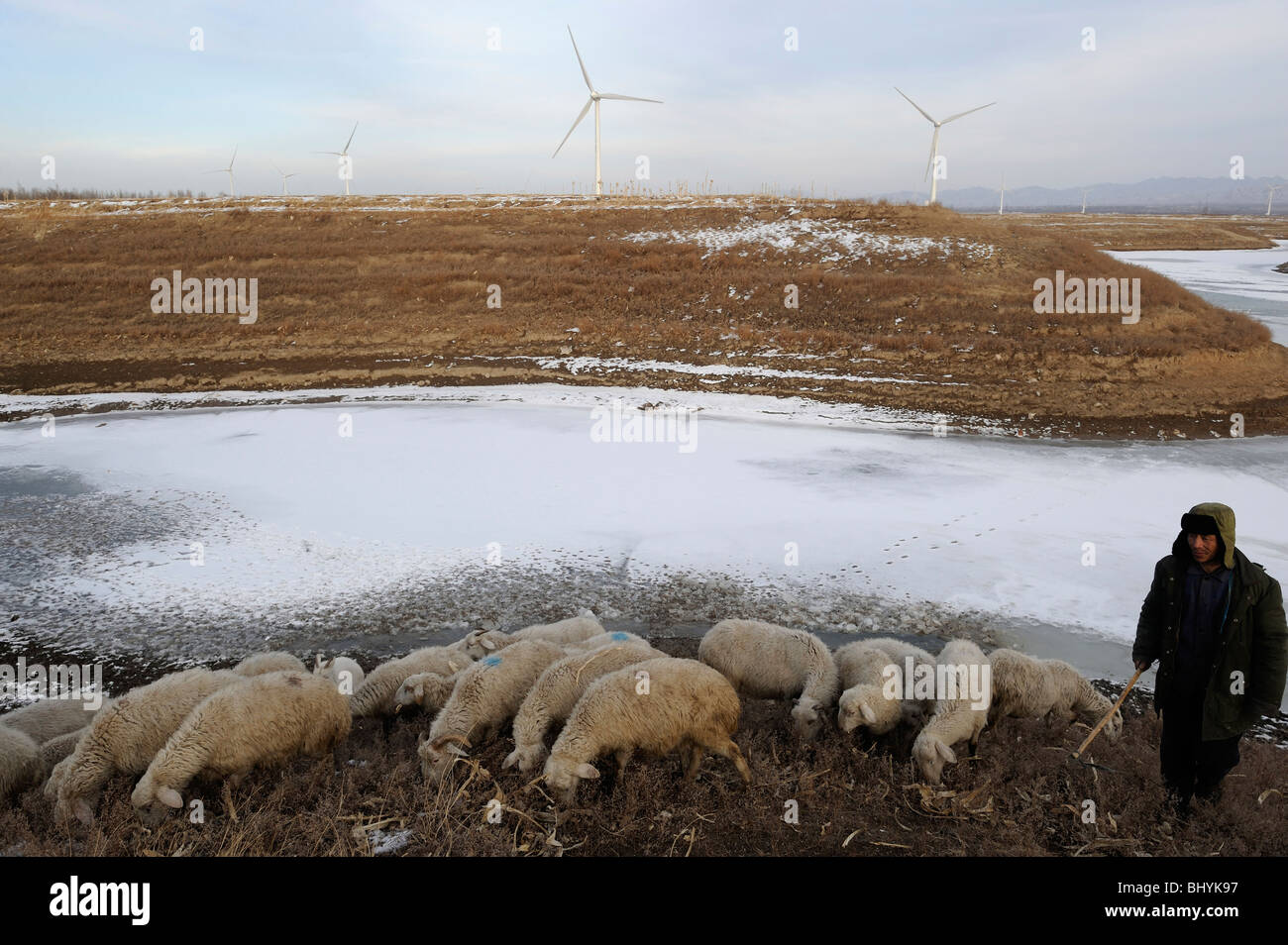 Chinese farmer grazing the sheep in a wind farm in Hebei province ...