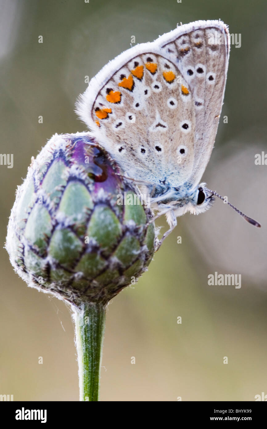 Common Blue (Polyommatus icarus Stock Photo - Alamy