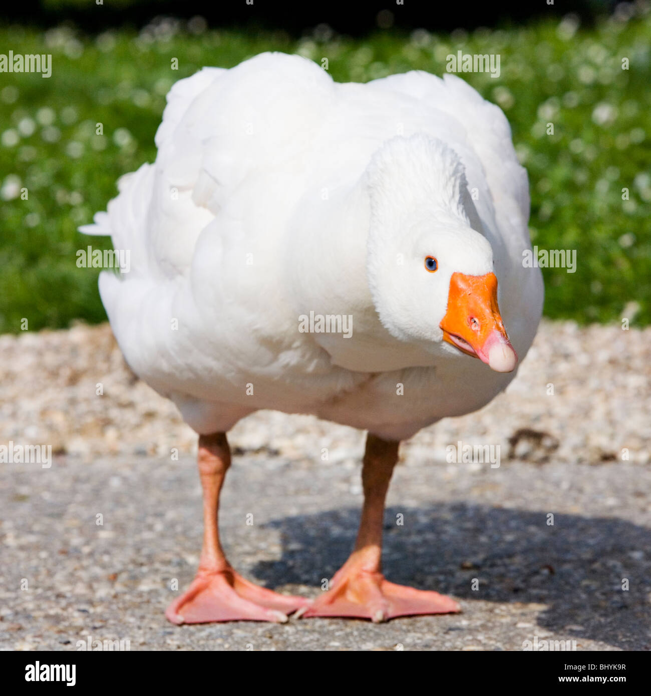 Poultry animals hi-res stock photography and images - Alamy