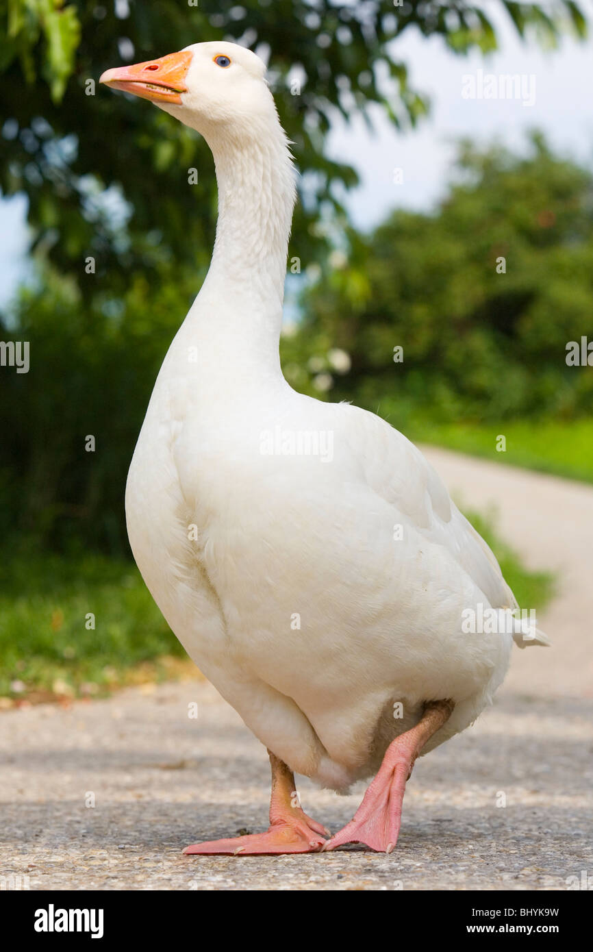 Poultry production hi-res stock photography and images - Alamy