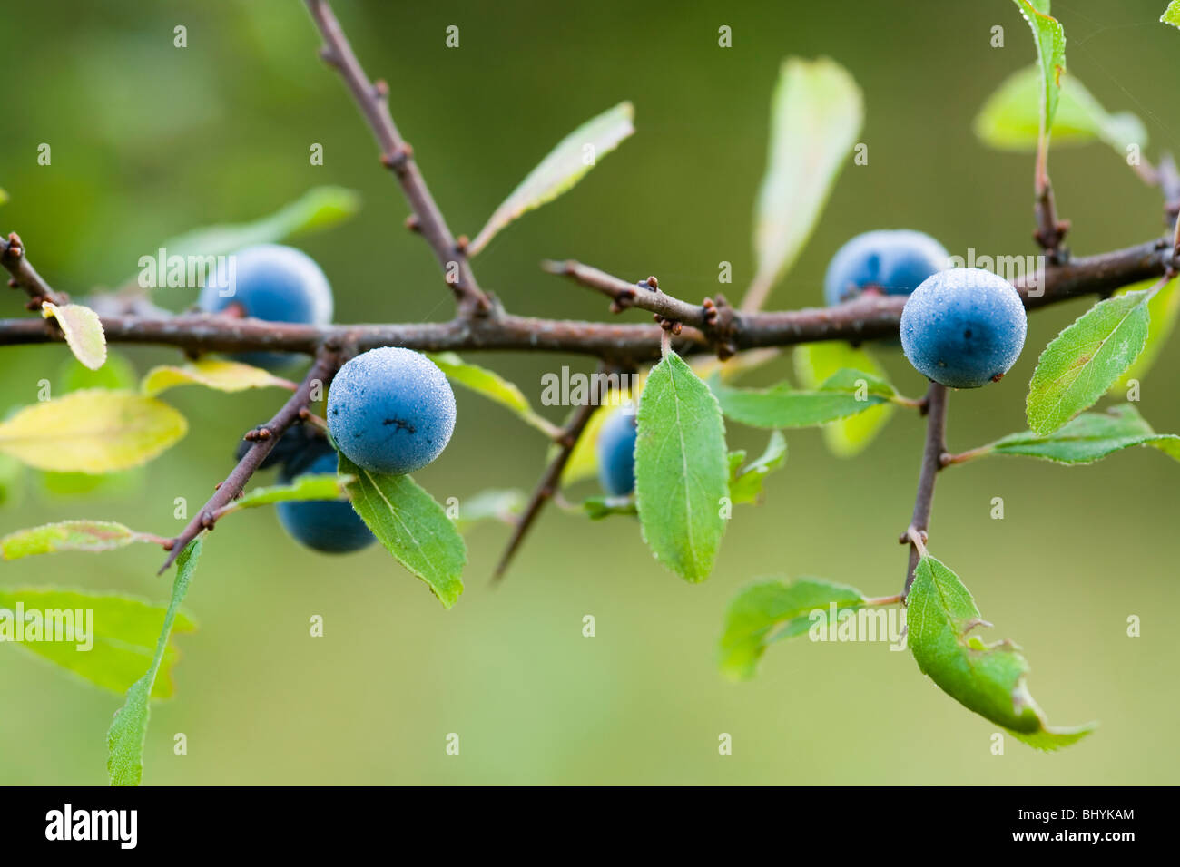 Blackthorn (Prunus spinosa Stock Photo - Alamy
