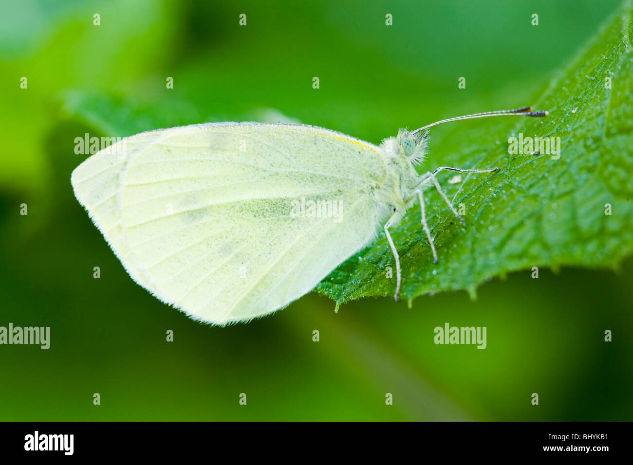 Small White (Pieris rapae Stock Photo - Alamy