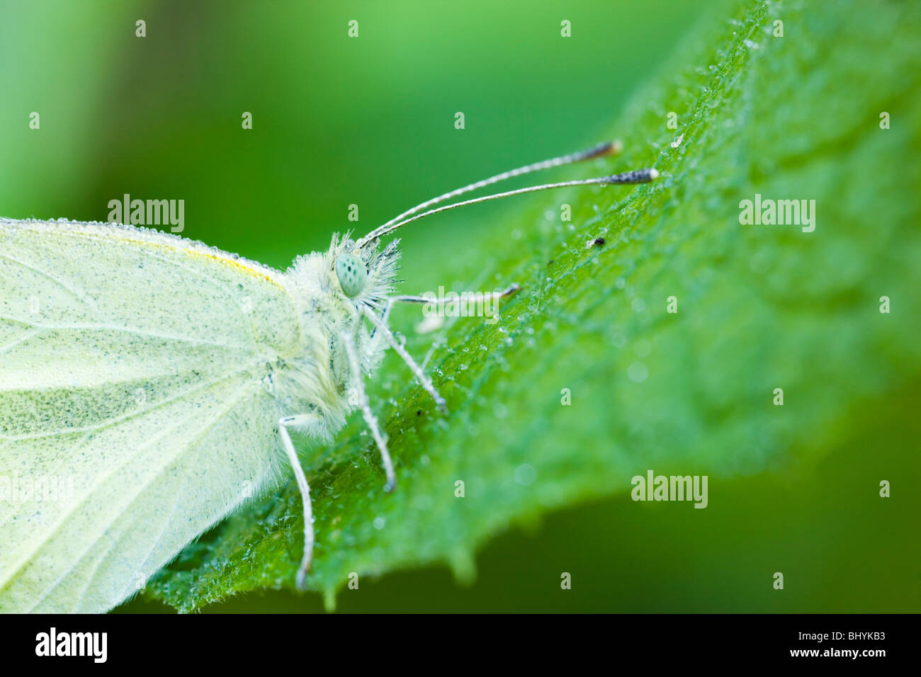 Pieris rapae hi-res stock photography and images - Alamy