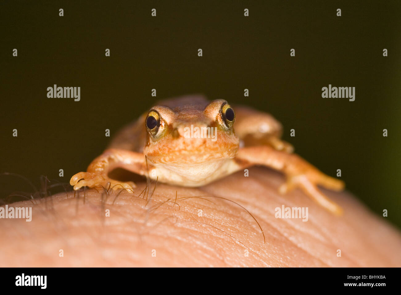 grass frog (Rana temporaria) young animal Stock Photo - Alamy