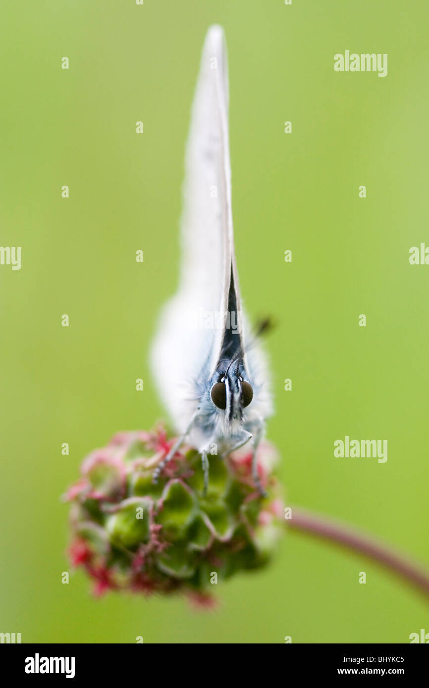 Amandas blue butterfly hi-res stock photography and images - Alamy