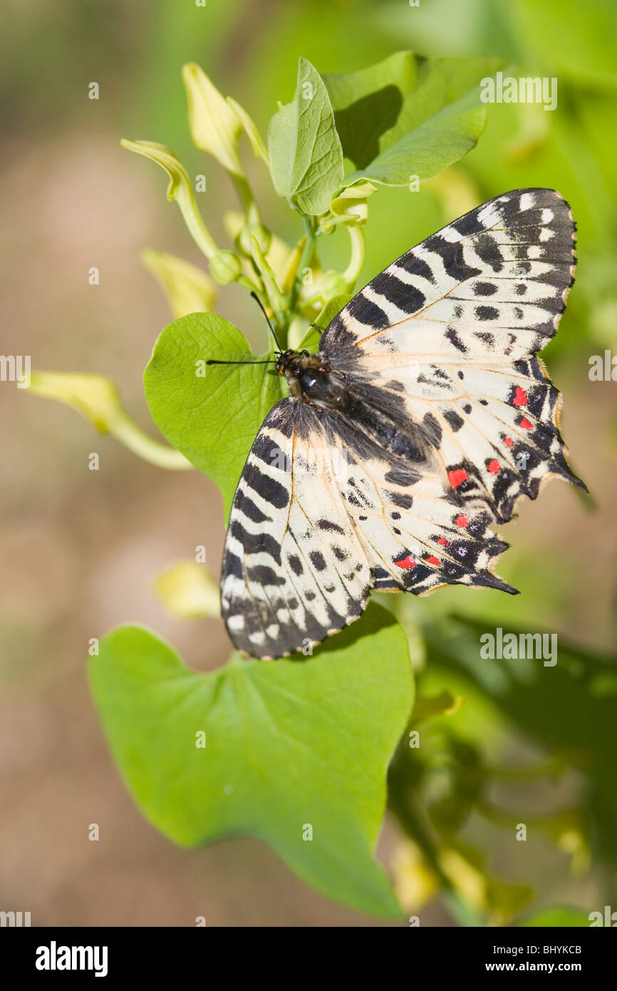 Eastern Festoon female (Allancastria cerisyi Stock Photo - Alamy